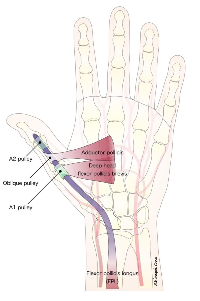 【診療Tips】FDS・FDP腱断裂の診断とFDS/FDPテスト：ERで必ず確認すべき指診察のポイント - マイナー外科・救急