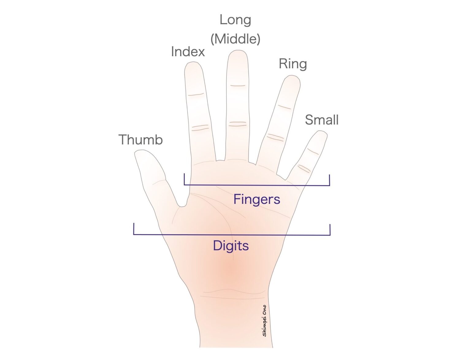 【診療Tips】解剖：指の名称 finger? それとも digit？ - マイナー外科・救急