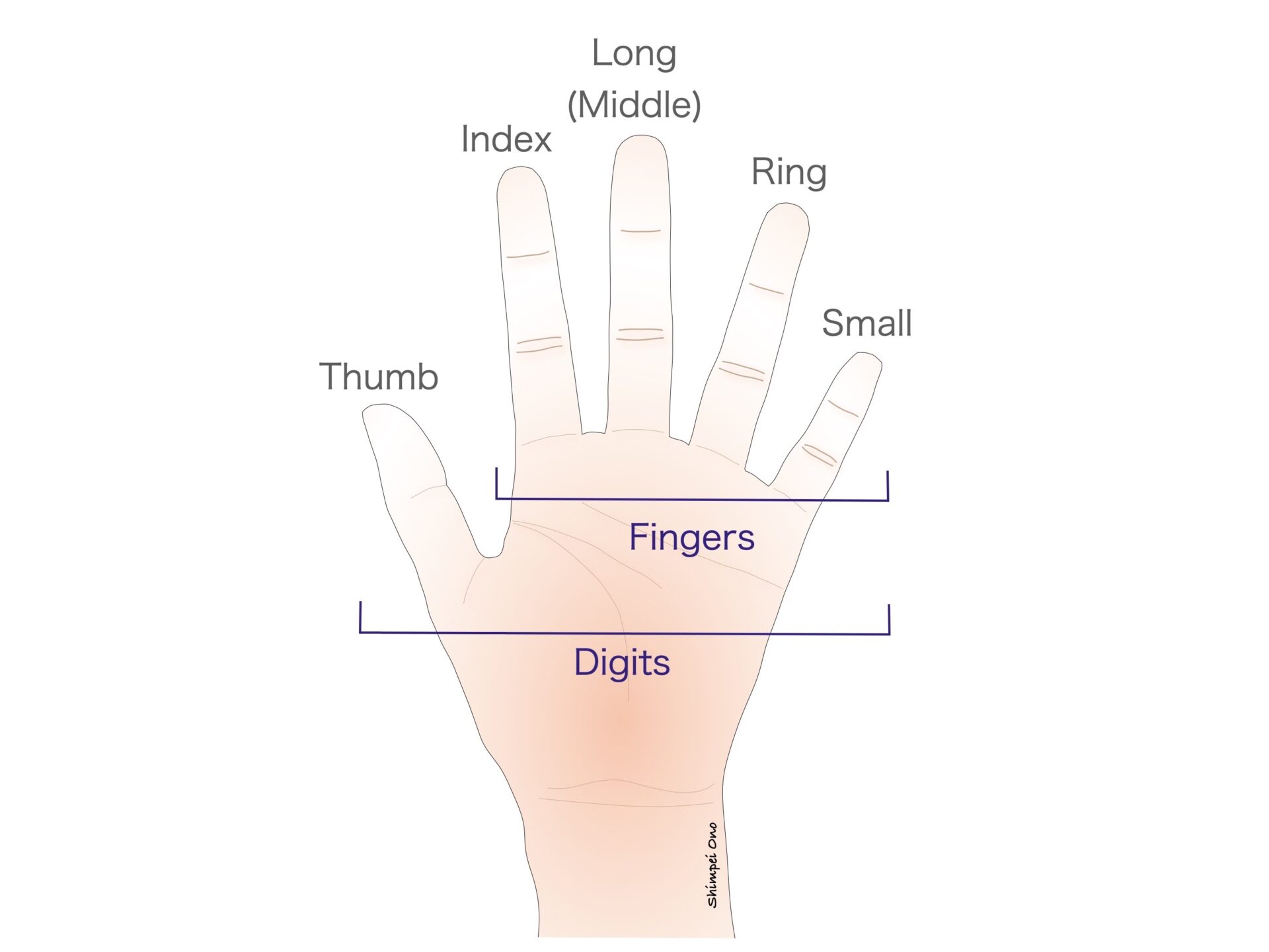 【Clinical Tips】Difference between Fingers and Digits - マイナー外科・救急
