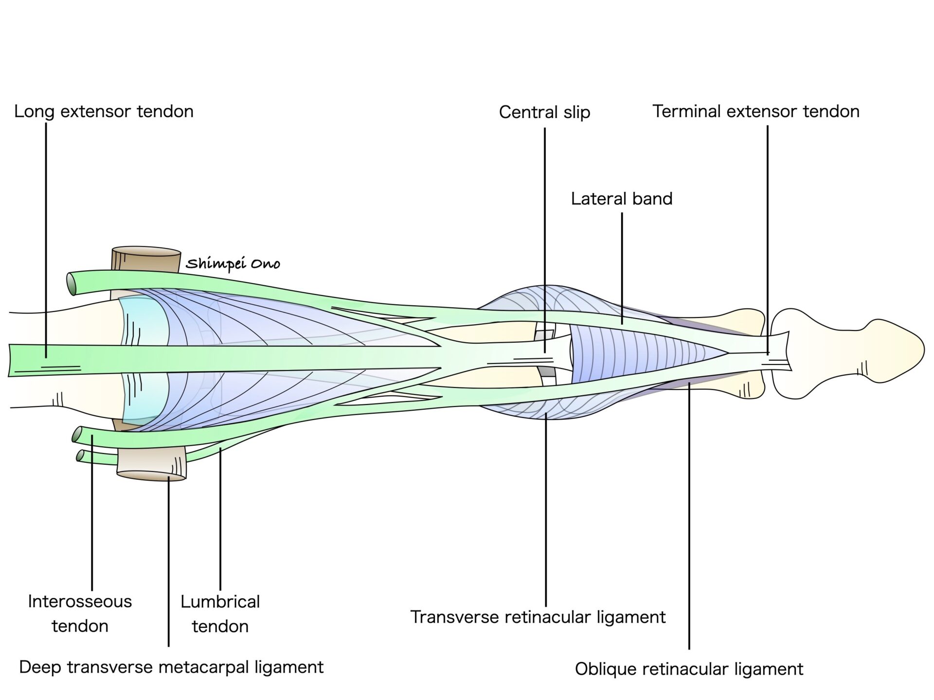 【診療Tips】解剖：手指の腱