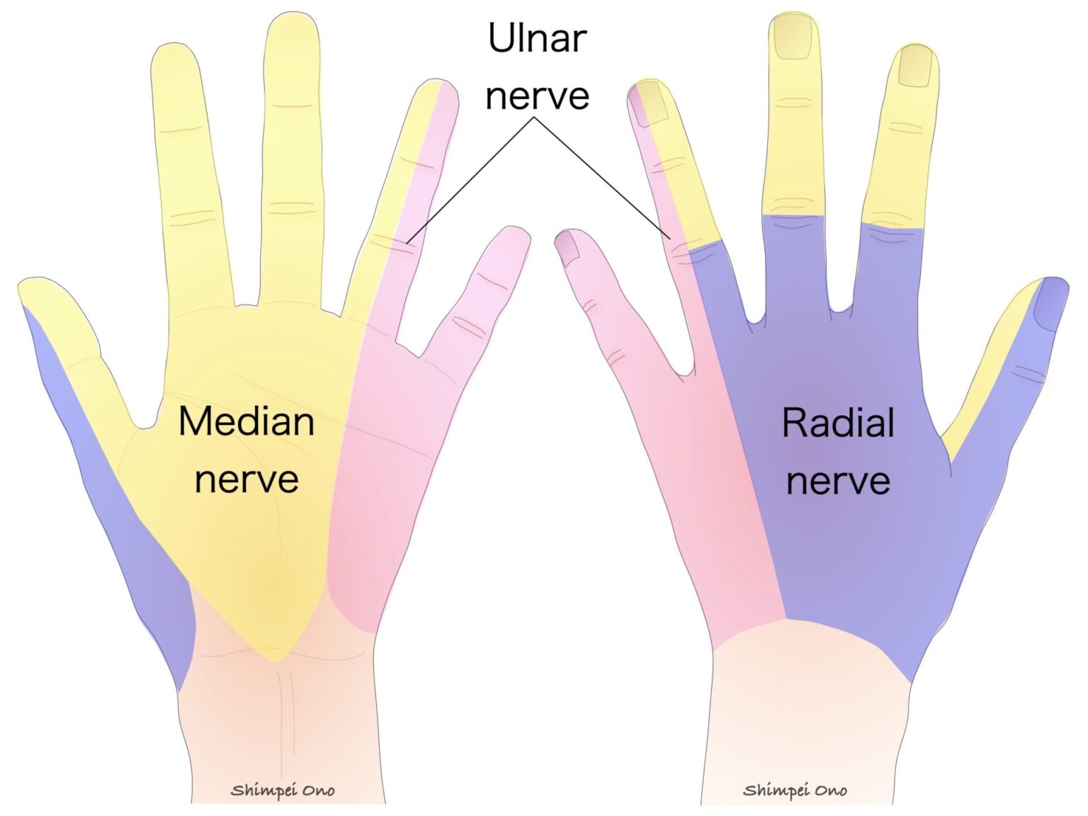 【Clinical Tips】Anatomy: Hand and Finger Nerves - マイナー外科・救急