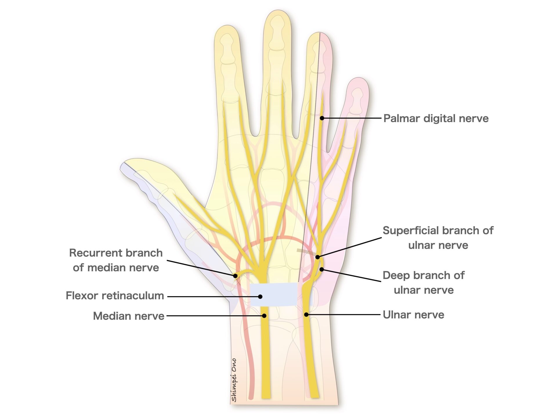 【Clinical Tips】Anatomy: Hand and Finger Nerves - マイナー外科・救急