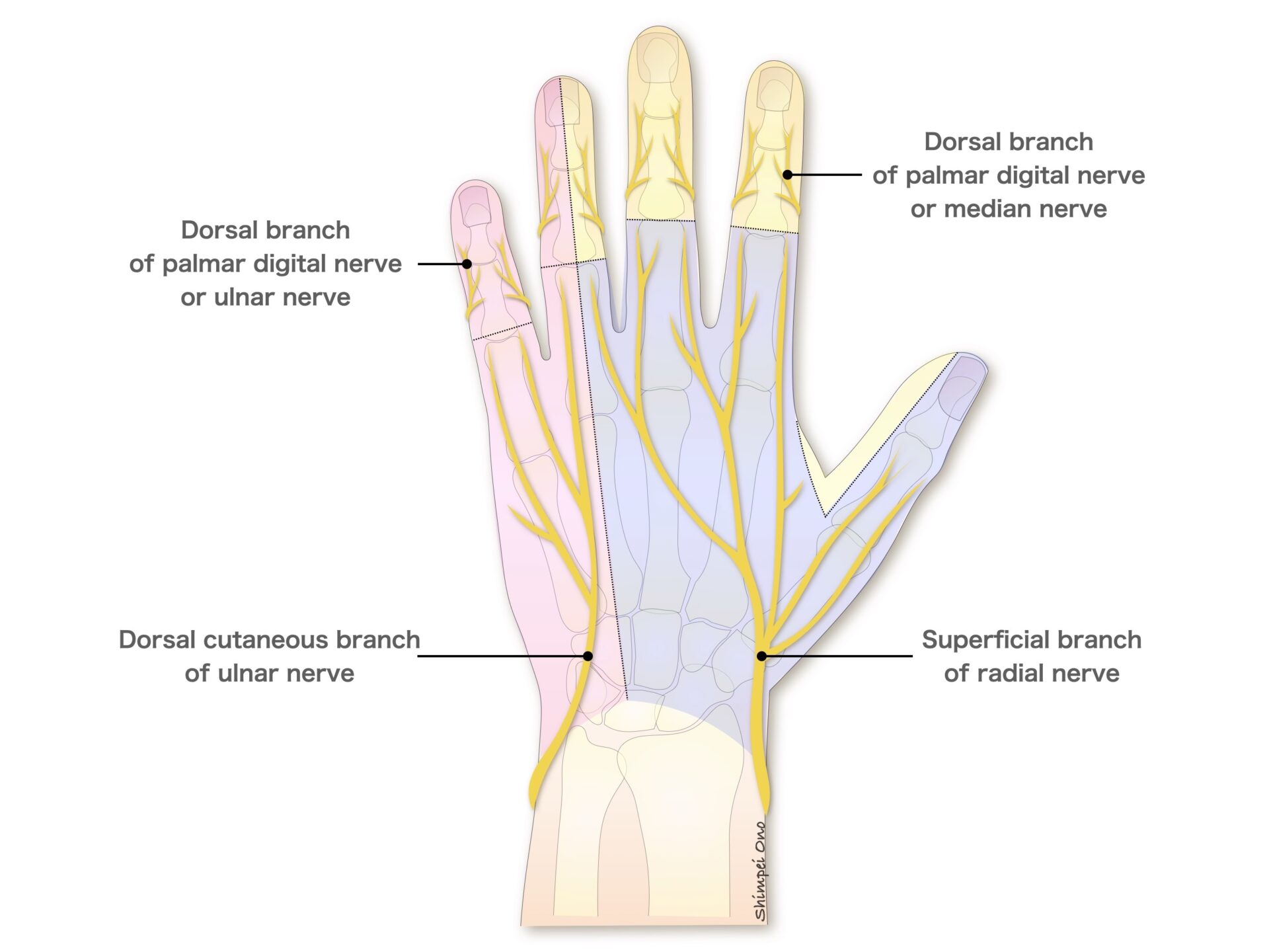 【Clinical Tips】Anatomy: Hand and Finger Nerves - マイナー外科・救急